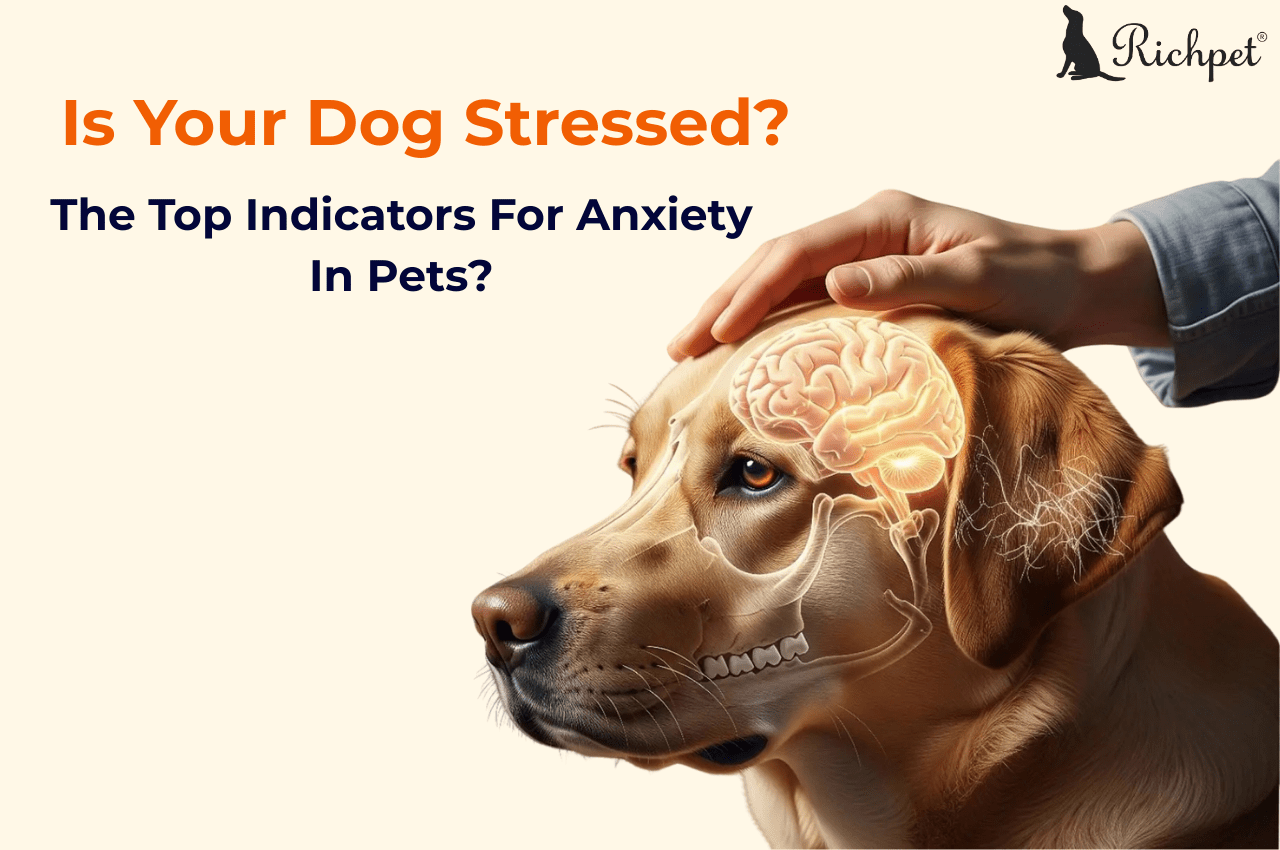 Is Your Dog Stressed? 10 Telltale Signs of Anxiety in Dogs – Richpet Store